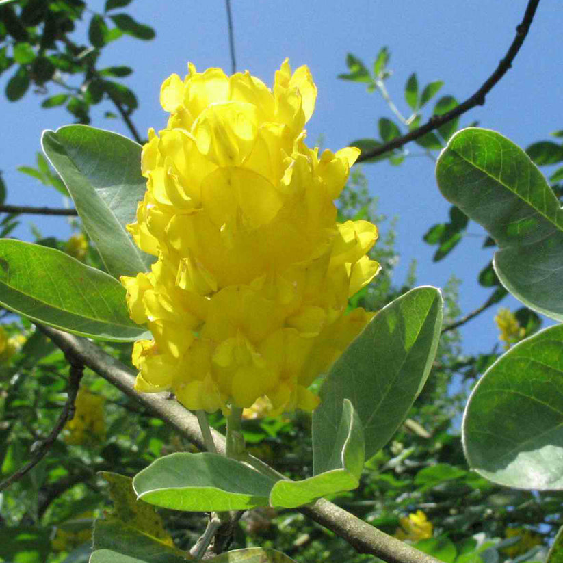 Cytisus 'Yellow Tail' | Pineapple Broom Tree – Gardeners Dream