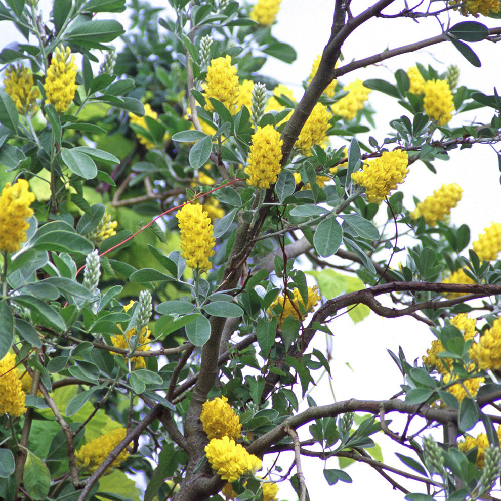 Cytisus 'Yellow Tail' | Pineapple Broom Tree – Gardeners Dream