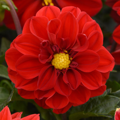 Dahlia Figaro Red Shades Bedding Plants | Garden Dahlia – Gardeners Dream