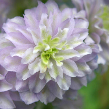 Delphinium 'Highlander Crystal Delight' | Larkspur – Gardeners Dream