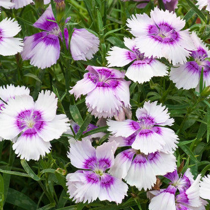 Dianthus F1 Corona Blueberry Magic Bedding Plants | Carnation ...