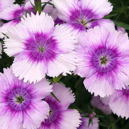 Dianthus F1 Corona Blueberry Magic Bedding Plants | Carnation ...