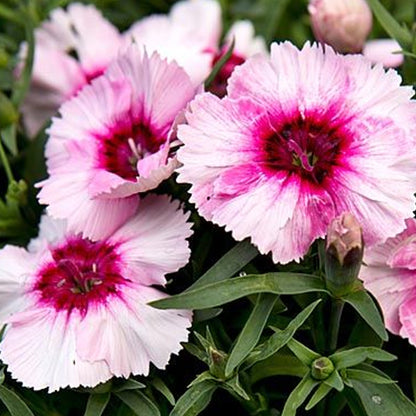 Dianthus F1 Corona Iceberry Magic Bedding Plants | Carnation ...