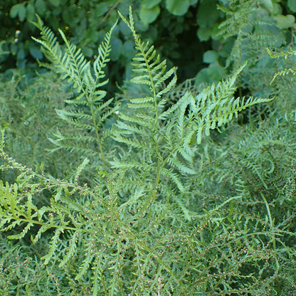 Dryopteris 'Linearis Polydactyla' | Crested Male Fern – Gardeners Dream