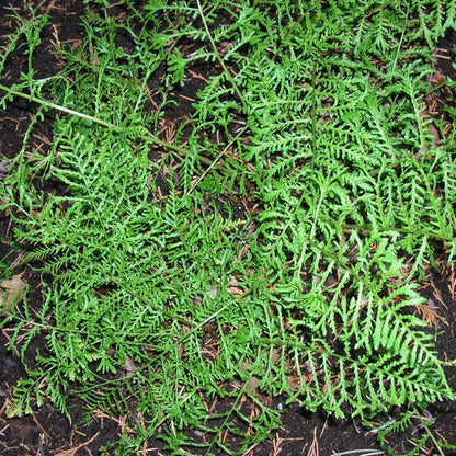 Dryopteris 'Linearis Polydactyla' | Crested Male Fern – Gardeners Dream