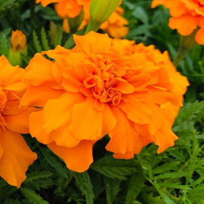 Marigold French Durango Orange | Common Marigold – Gardeners Dream