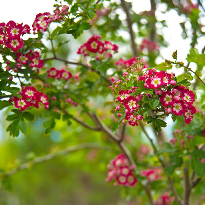 Crataegus 'Crimson Cloud' | Hawthorn Tree – Gardeners Dream