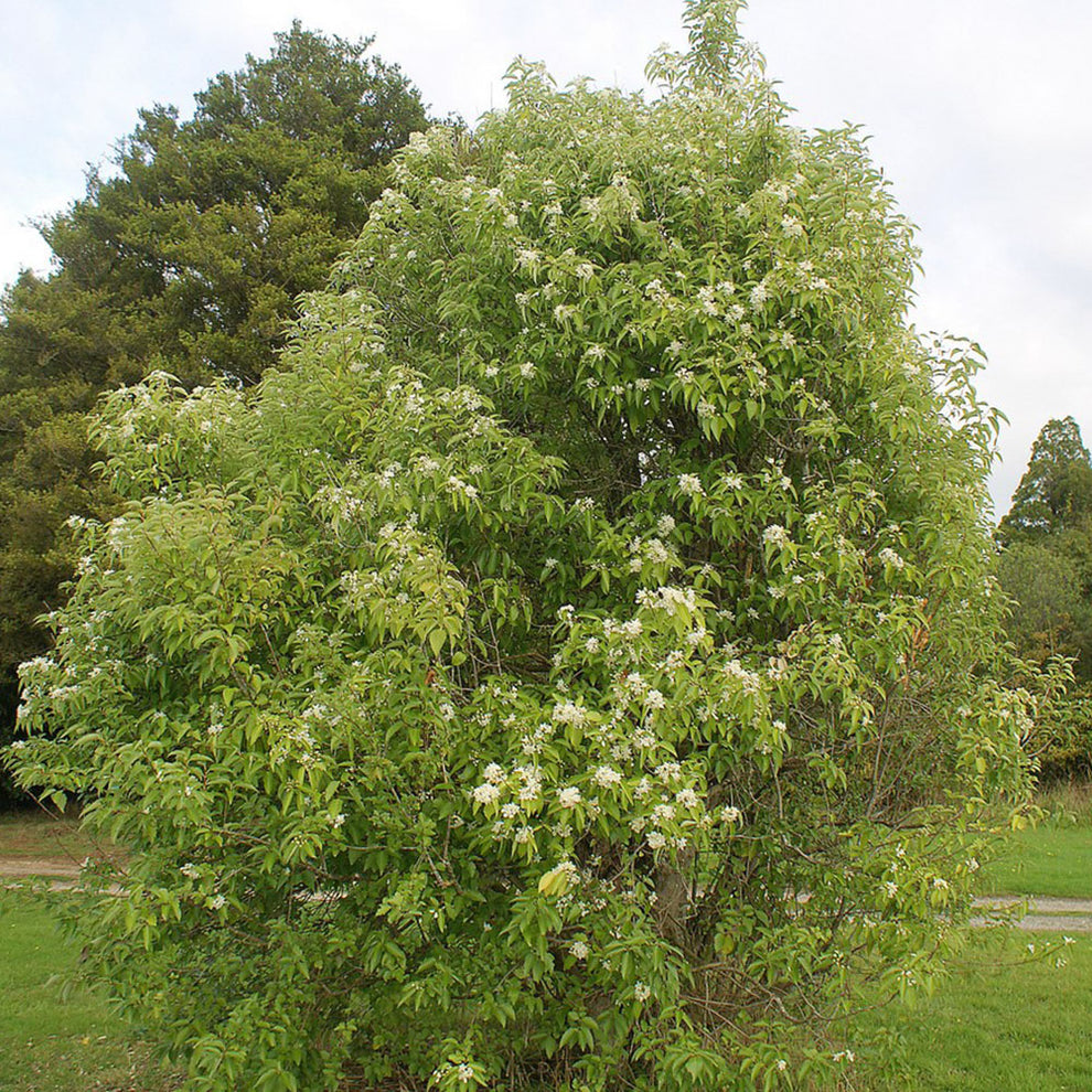 Hoheria 'Snow White' | Ribbonwood Tree – Gardeners Dream