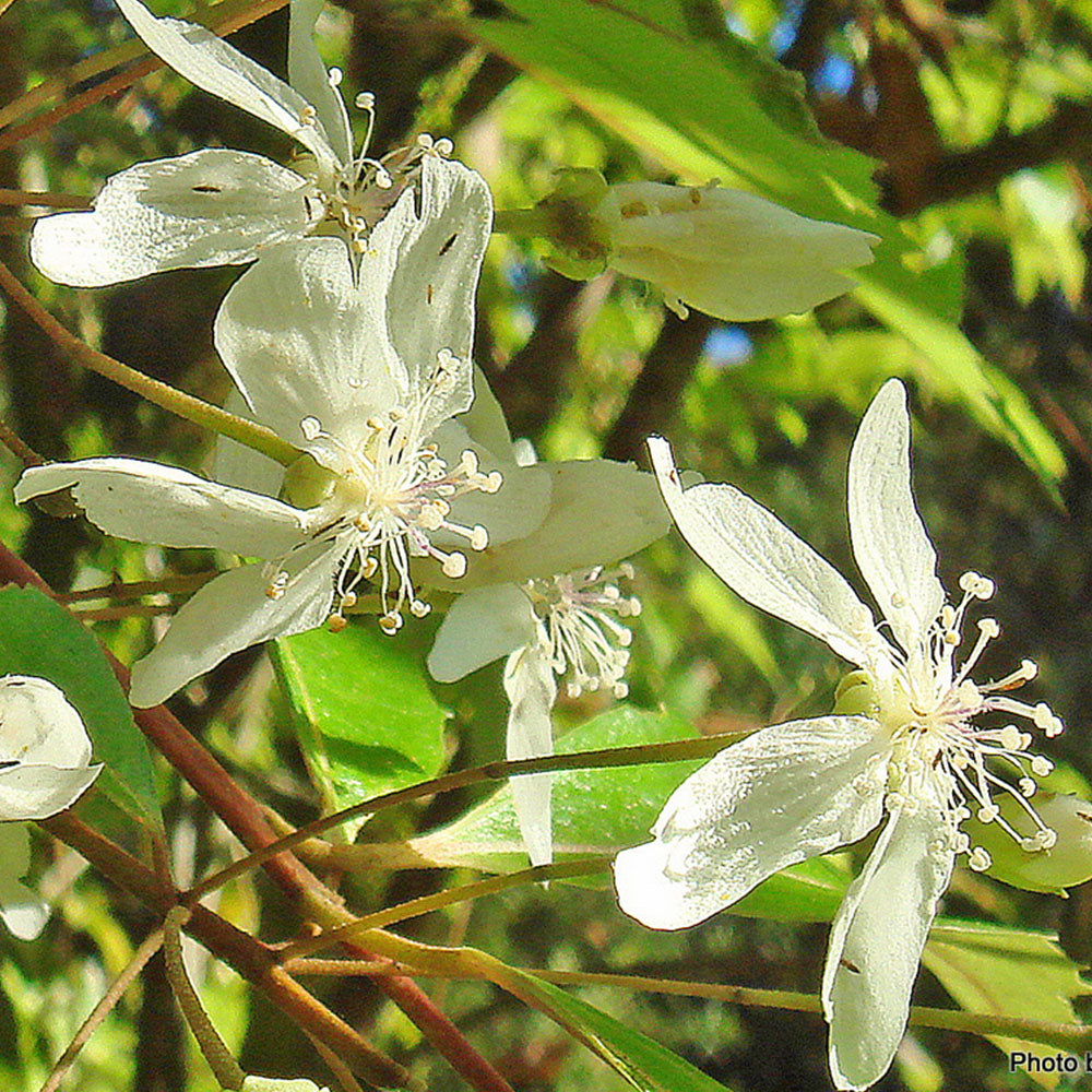 Hoheria 'Snow White' | Ribbonwood Tree – Gardeners Dream