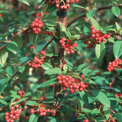Cotoneaster 'Hybridus Pendulus' | Weeping Cotoneaster Tree – Gardeners Dream