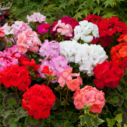 Geranium F1 Horizon Mixed Bedding Plants | Cranesbill – Gardeners Dream