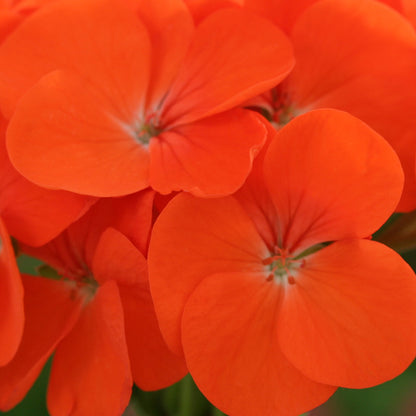 Geranium F1 Horizon Orange Bedding Plants | Cranesbill – Gardeners Dream