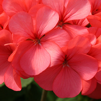 Geranium F1 Horizon Salmon Bedding Plants | Cranesbill – Gardeners Dream