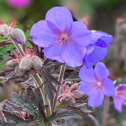 Geranium 'Boom Chocolatta' | Cranesbill – Gardeners Dream