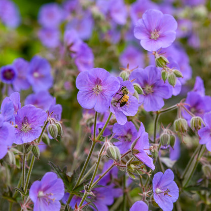 Geranium 'Boom Chocolatta' | Cranesbill – Gardeners Dream