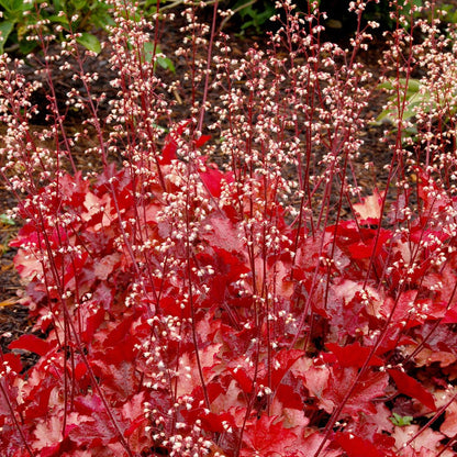 Heuchera 'Peach Flambe' | Coral Bells – Gardeners Dream