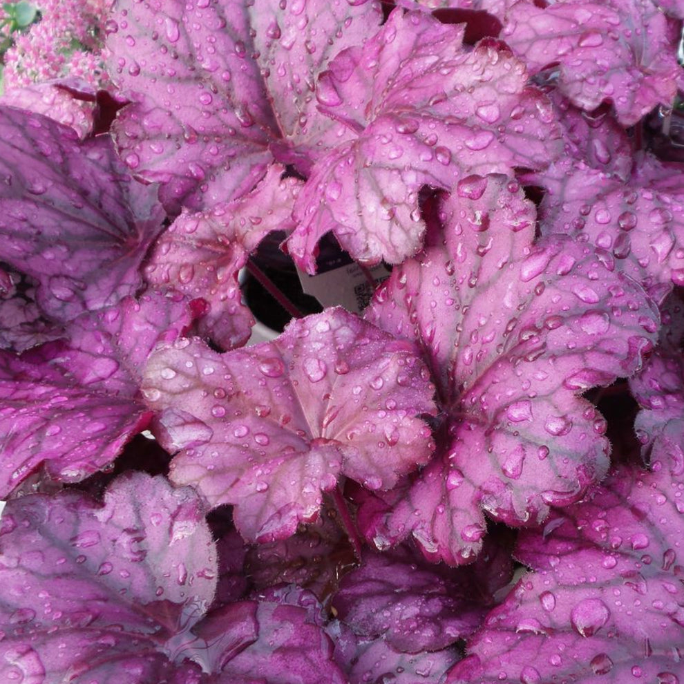 Heuchera 'Wild Rose' | Coral Bells – Gardeners Dream