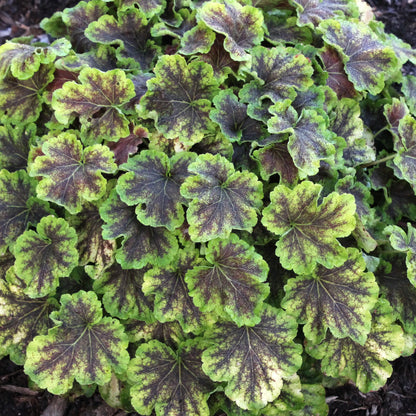 Heucherella 'Solar Eclipse' | Foamy Bells – Gardeners Dream