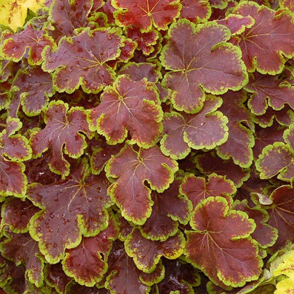 Heucherella 'Solar Eclipse' | Foamy Bells – Gardeners Dream