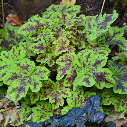 Heucherella 'Solar Power' | Foamy Bells – Gardeners Dream