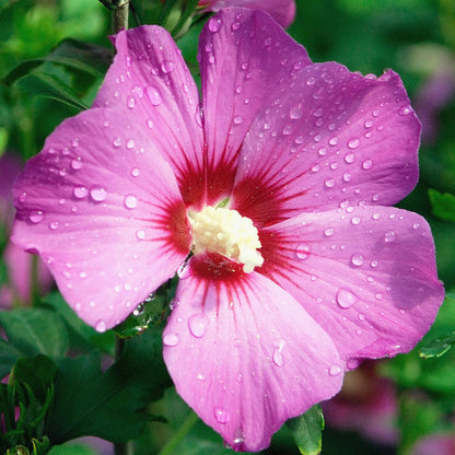 Hibiscus 'Russian Violet' | Rose Mallow – Gardeners Dream