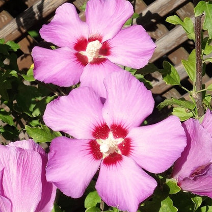 Hibiscus 'Russian Violet' | Rose Mallow – Gardeners Dream