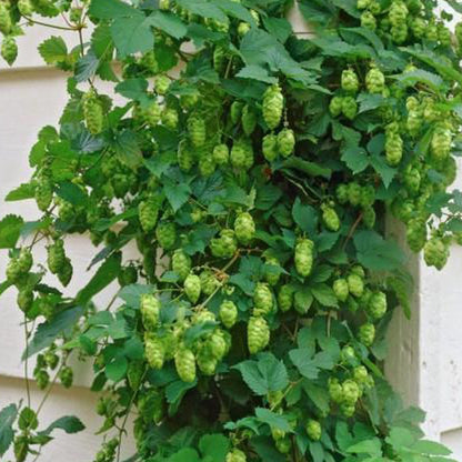 Humulus 'Nordbrau' | Common Hops – Gardeners Dream