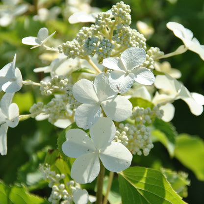 Hydrangea 'Levana' | Panicle Hydrangea – Gardeners Dream
