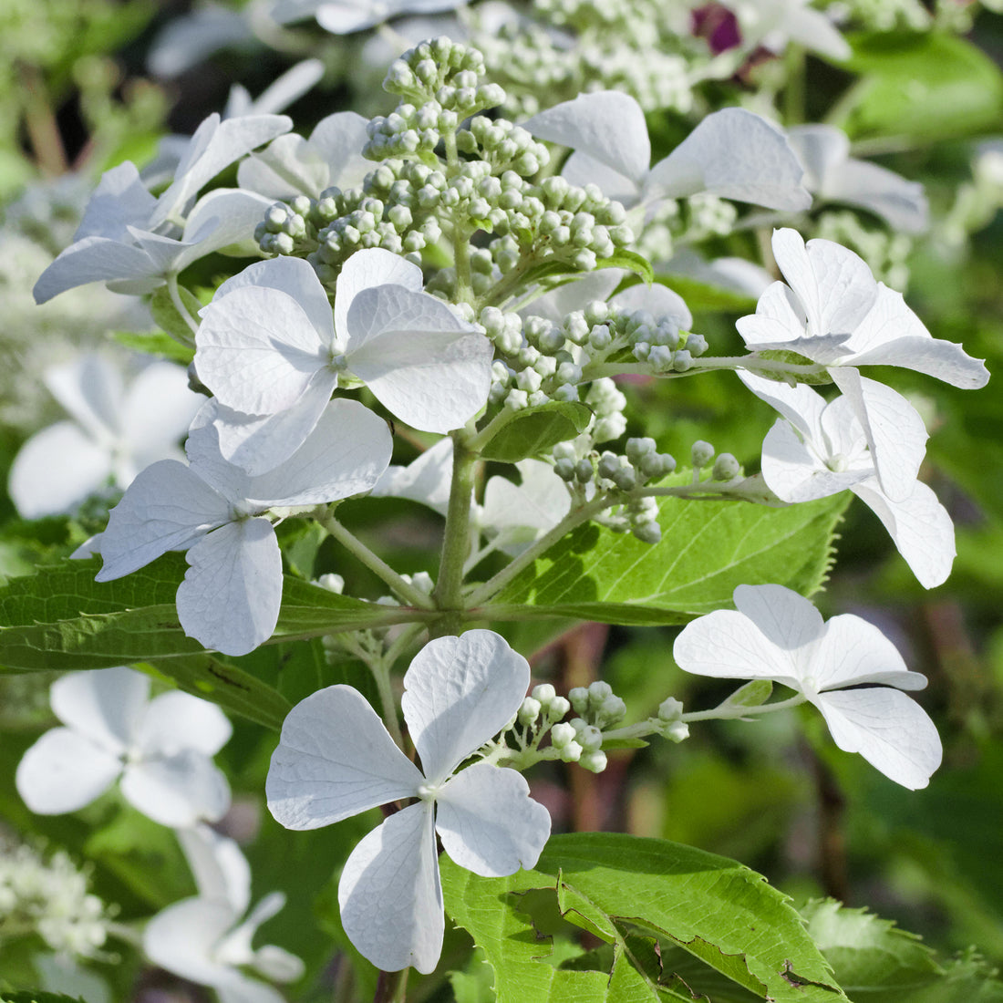 Hydrangea 'Levana' | Panicle Hydrangea – Gardeners Dream