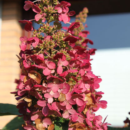 Hydrangea 'Wim's Red' | Panicle Hydrangea – Gardeners Dream