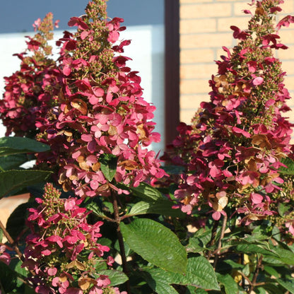 Hydrangea 'Wim's Red' | Panicle Hydrangea – Gardeners Dream