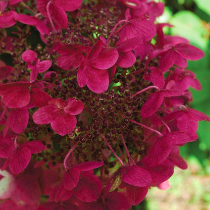 Hydrangea 'Wim's Red' | Panicle Hydrangea – Gardeners Dream