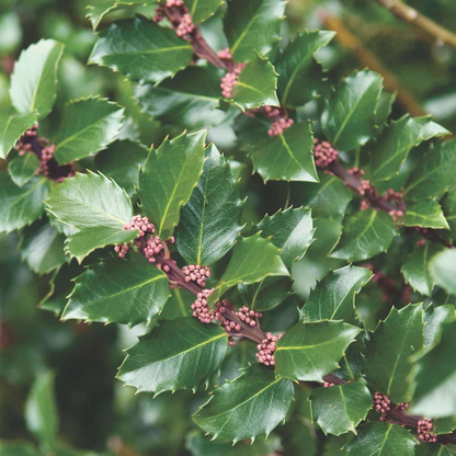 Ilex 'Blue Prince' Patio Tree | Holly Tree – Gardeners Dream