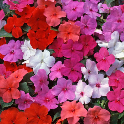 Impatiens Beacon Mixed Bedding Plants | Busy Lizzie – Gardeners Dream