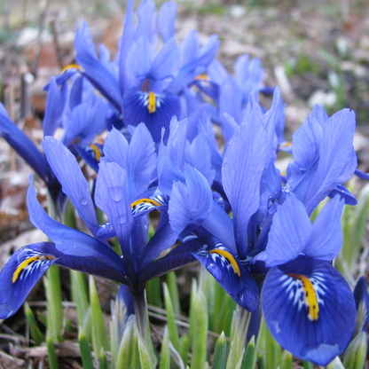 Iris reticulata Garden Mix | Early Bulbous Iris – Gardeners Dream