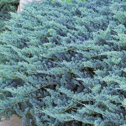Juniperus 'Blue Chip' | Creeping Blue Juniper – Gardeners Dream