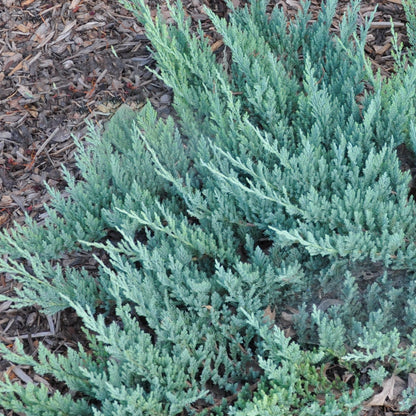 Juniperus 'Blue Chip' | Creeping Blue Juniper – Gardeners Dream