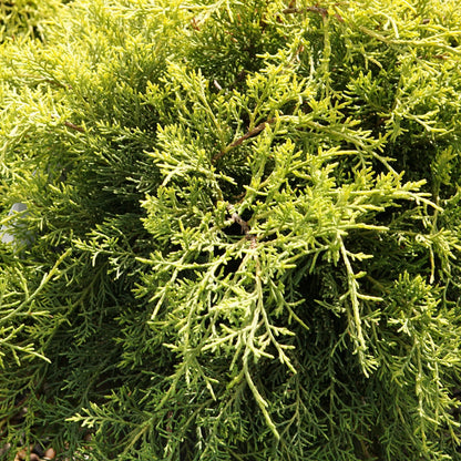 Juniperus 'Gold Coast' | Common Juniper – Gardeners Dream