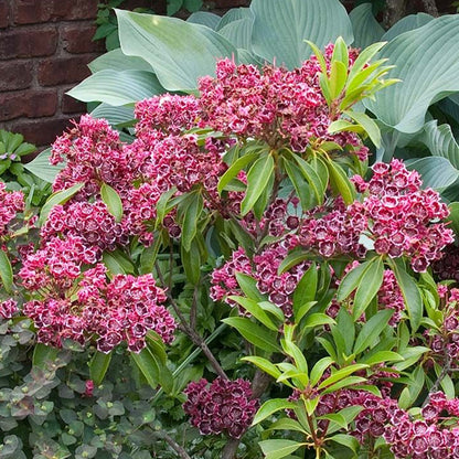 Kalmia 'Keepsake' | Mountain Laurel – Gardeners Dream
