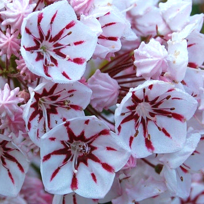 Kalmia 'Bumblebee' | Mountain Laurel – Gardeners Dream