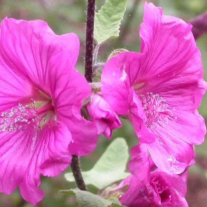 Lavatera 'Red Rum' | Tree Mallow – Gardeners Dream