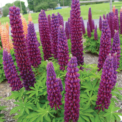 Lupin 'Masterpiece' | Lupin – Gardeners Dream