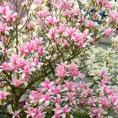 Magnolia 'Heaven Scent' | Magnolia Tree – Gardeners Dream