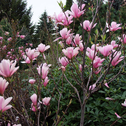 Magnolia 'Heaven Scent' | Magnolia Tree – Gardeners Dream