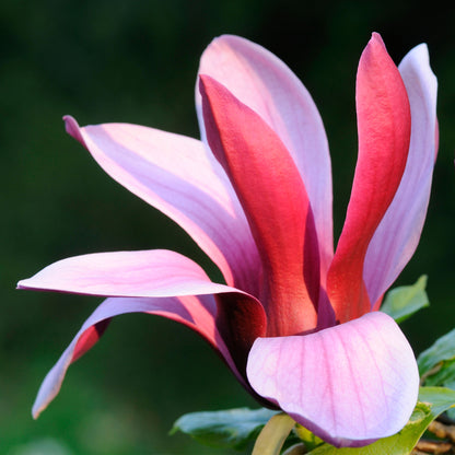 Magnolia 'Nigra' | Black Lily Magnolia – Gardeners Dream