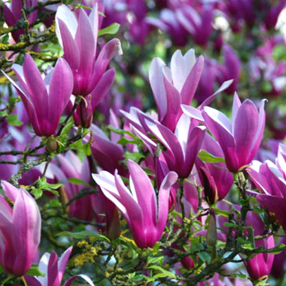 Magnolia 'Nigra' | Black Lily Magnolia – Gardeners Dream