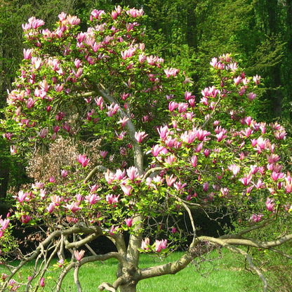 Magnolia 'Nigra' | Black Lily Magnolia – Gardeners Dream