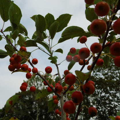 Malus 'Red Jade' | Crab Apple Tree – Gardeners Dream