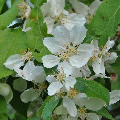 Malus 'Red Jade' | Crab Apple Tree – Gardeners Dream