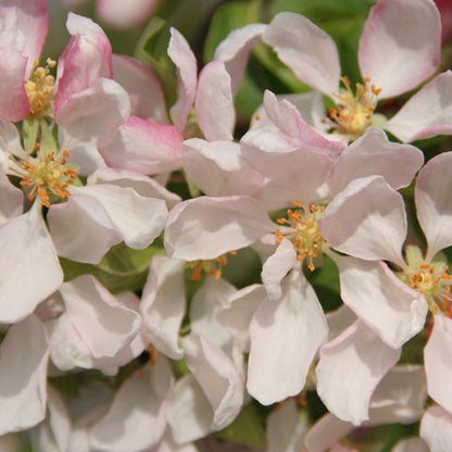 Malus 'Sun Rival' | Crab Apple Tree – Gardeners Dream
